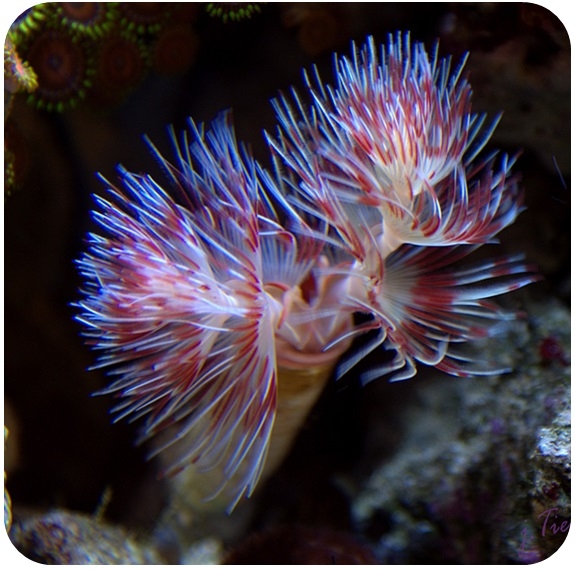 Coco Worm Red | Aquaricamp Loja de Aquários