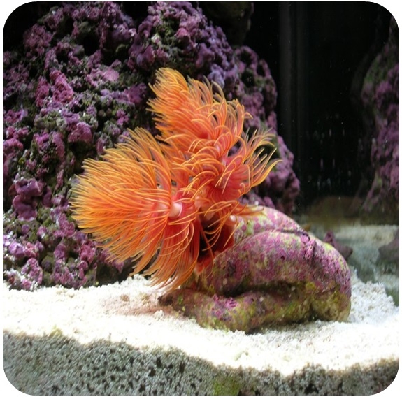 Coco Worm Orange | Aquaricamp Loja de Aquários