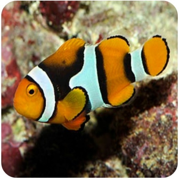 Clown Percula True (Amphiprion percula) GR | Aquaricamp Loja de Aquários