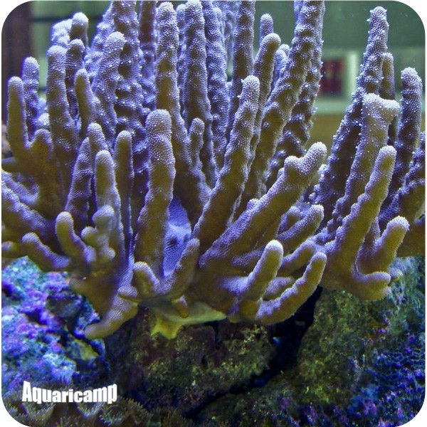 Devil's Hand Leather Coral ( Lobophytum sp.) | Aquaricamp Loja de Aquários