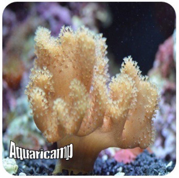 Finger Leather (Sinularia spp.) | Aquaricamp Loja de Aquários
