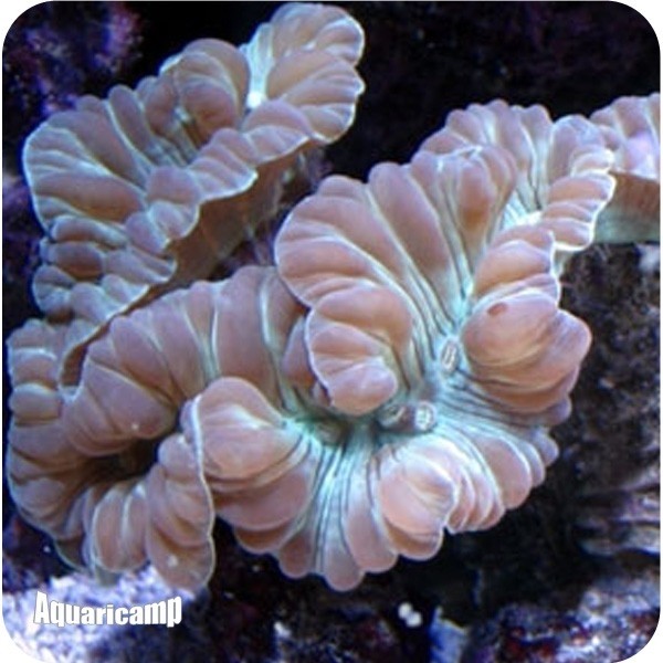 Fox Coral MD | Aquaricamp Loja de Aquários