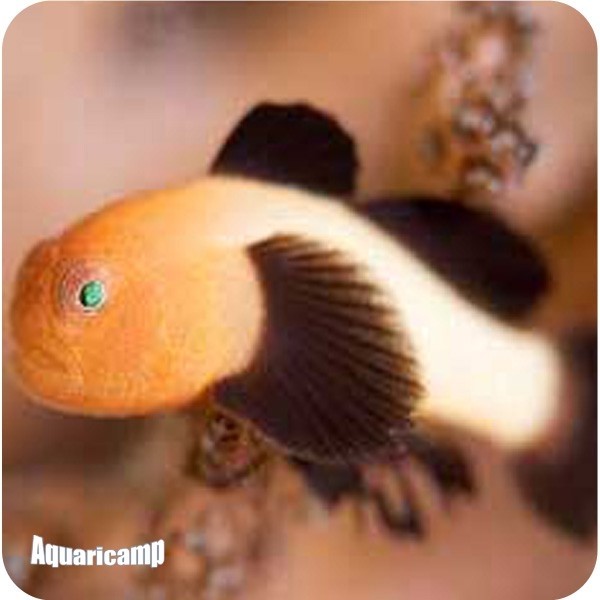 Gobie Panda ( Paragobius lacunicolus ) | Aquaricamp Loja de Aquários