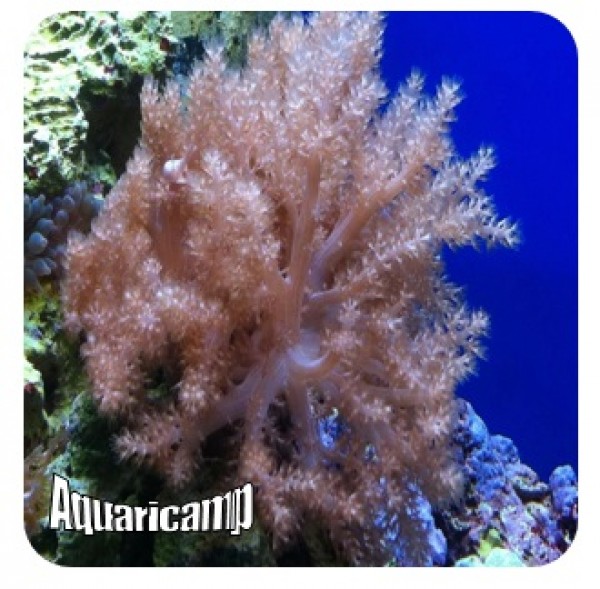 Kênia Tree (Capnella sp.) | Aquaricamp Loja de Aquários