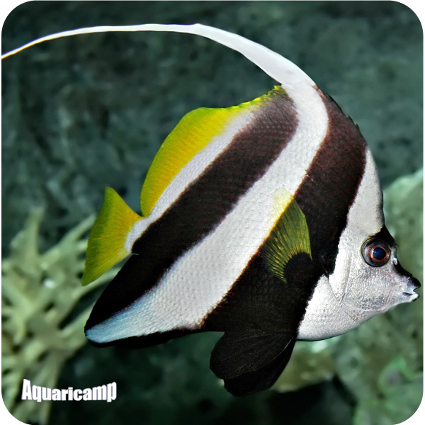 Heniochus Black White (Heniochus acuminatus) | Aquaricamp Loja de Aquários