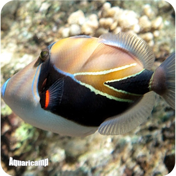 Trigger Humu Rectangle | Aquaricamp Loja de Aquários