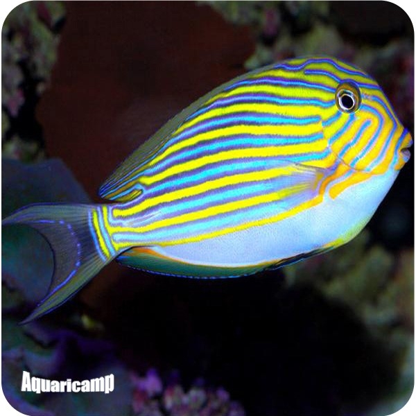 Tang Clown Acanthurus Lineatus (Acanthurus lineatus) | Aquaricamp Loja ...