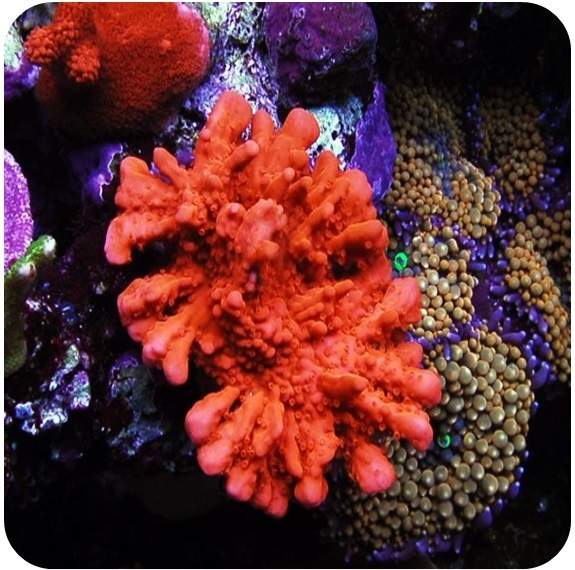 Montipora Laranja (Montipora setosa) | Aquaricamp Loja de Aquários