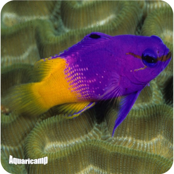 Royal Gramma (Gramma Loreto) | Aquaricamp Loja de Aquários